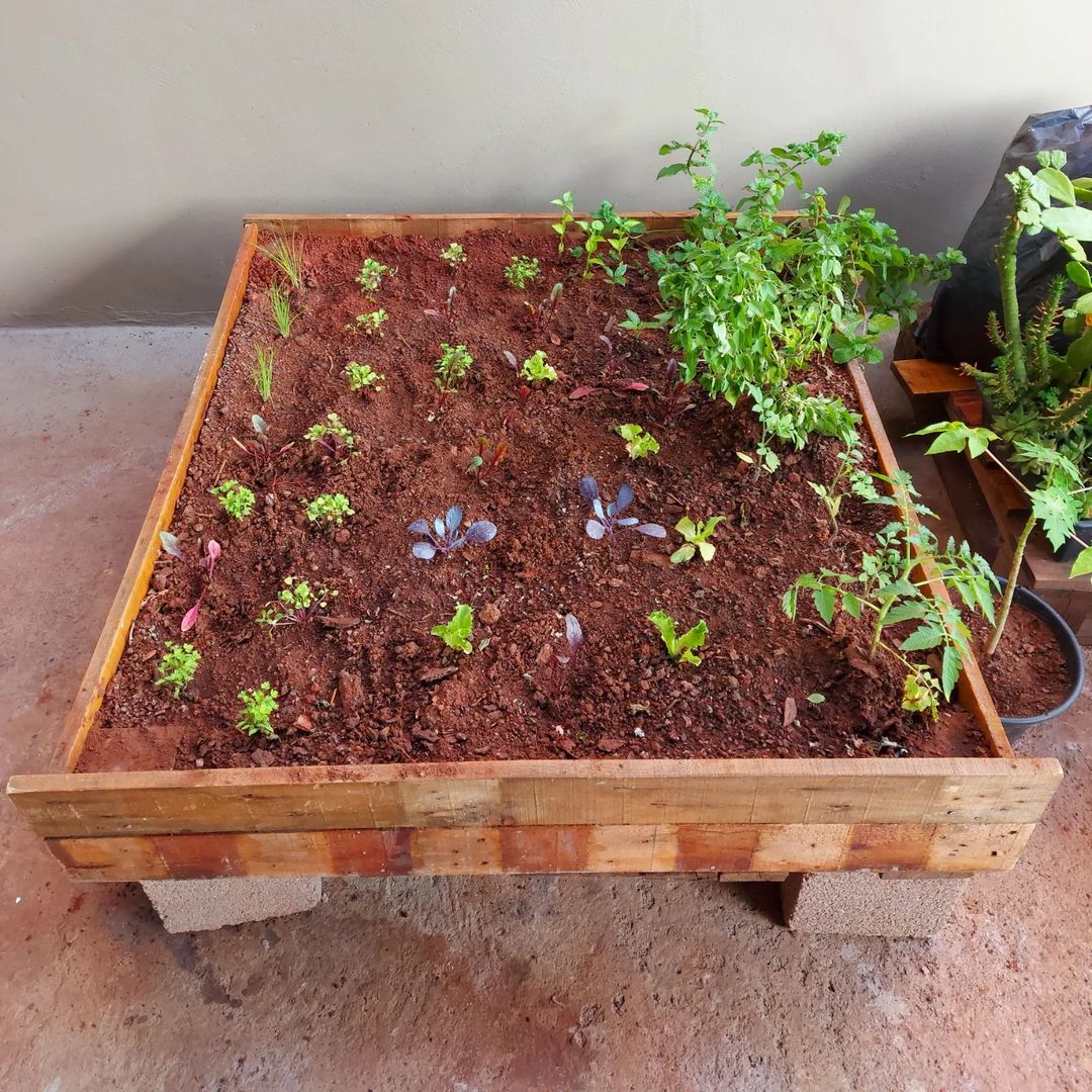 Horta em casa: COMO FAZER + ideias para cultivar a sua