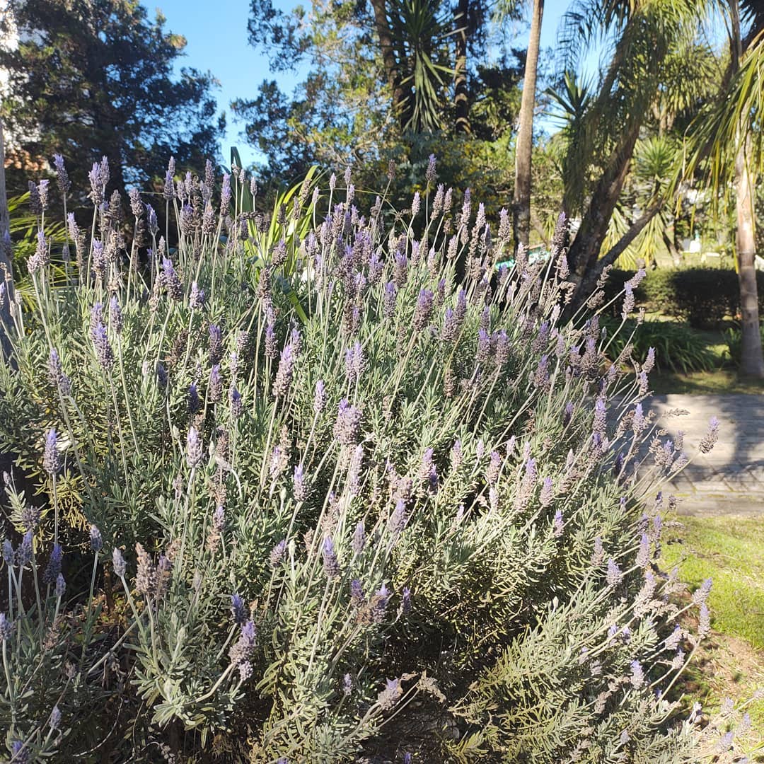 Lavanda: dicas de especialista para cultivar no seu jardim