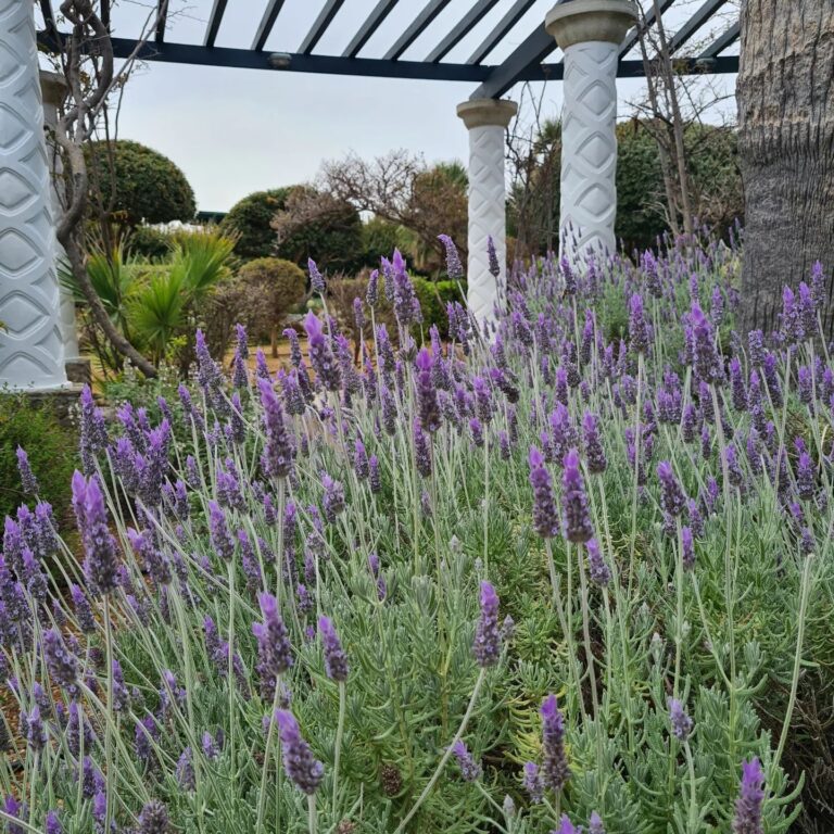 Lavanda: dicas de especialista para cultivar no seu jardim
