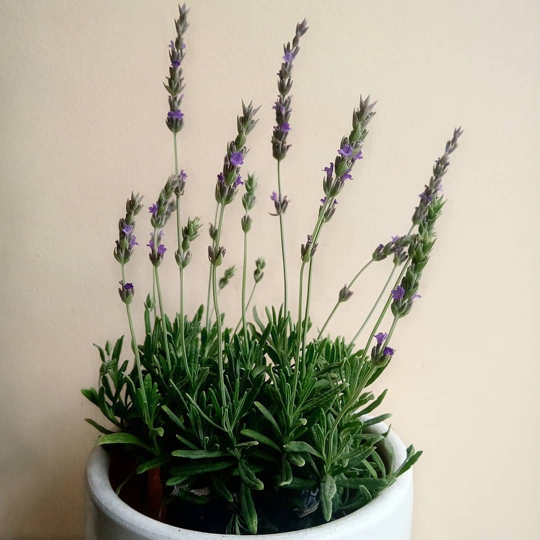 Lavanda: dicas de especialista para cultivar no seu jardim