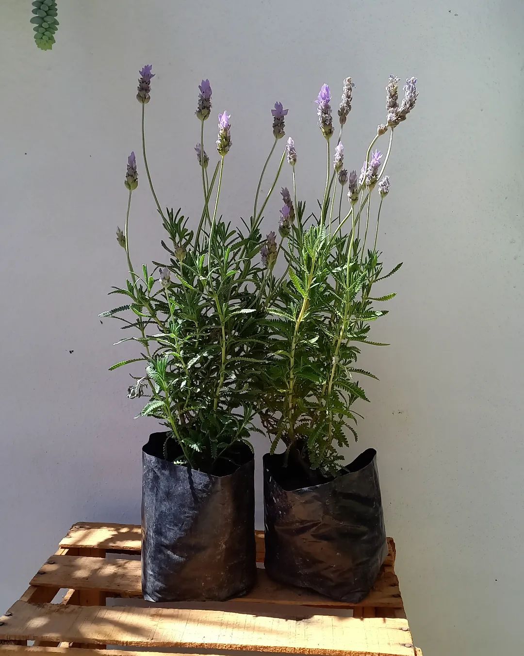 Lavanda: dicas de especialista para cultivar no seu jardim