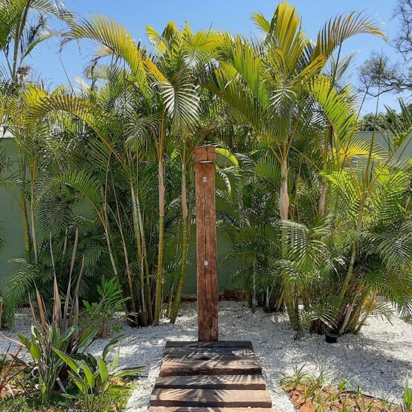 Areca-bambu: aprenda a plantar e cultivar a palmeira em casa