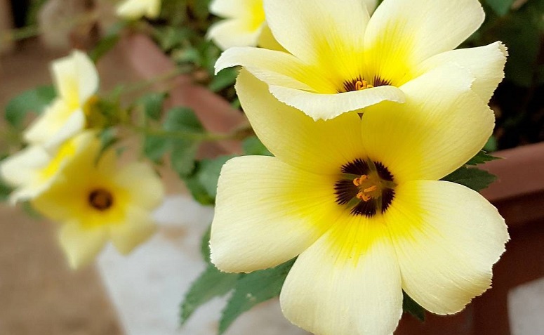 Chanana: como cultivar em casa e benefícios da planta