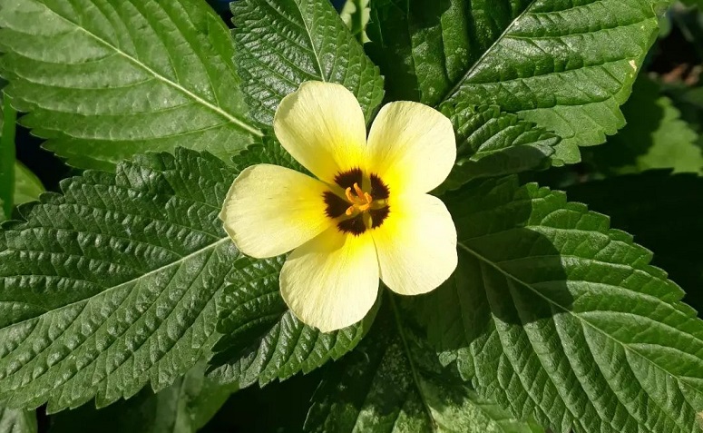 Chanana: como cultivar em casa e benefícios da planta