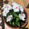 Vinca: características, como cuidar, fotos e vídeos incríveis da flor