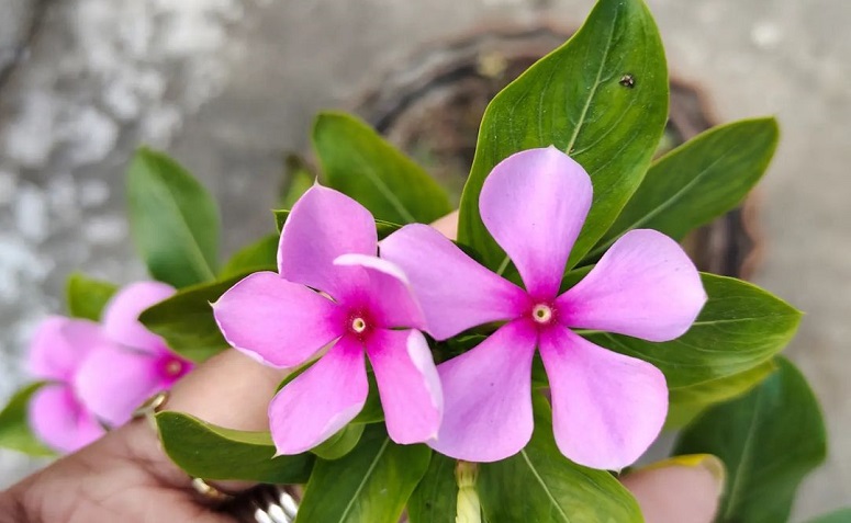 Vinca: características, como cuidar, fotos e vídeos incríveis da flor