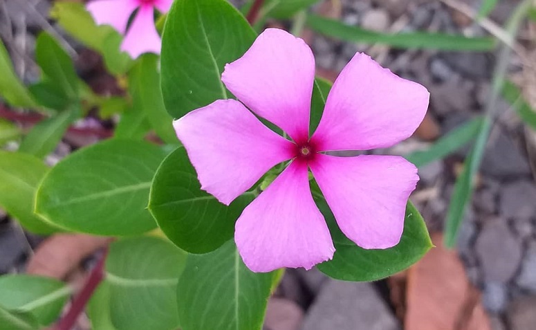 Vinca: características, como cuidar, fotos e vídeos incríveis da flor