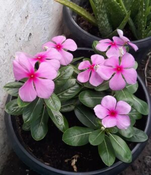 Vinca: características, como cuidar, fotos e vídeos incríveis da flor