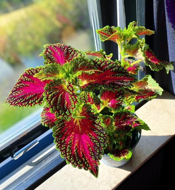 Coleus: como plantar e cultivar essa folhagem colorida