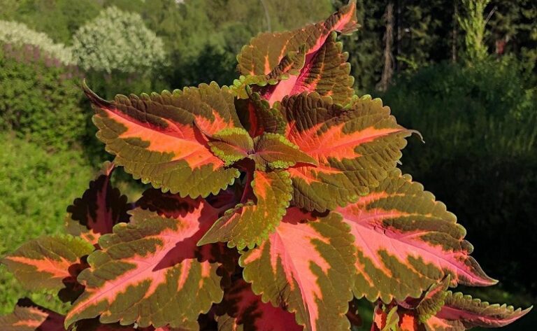 Coleus: como plantar e cultivar essa folhagem colorida