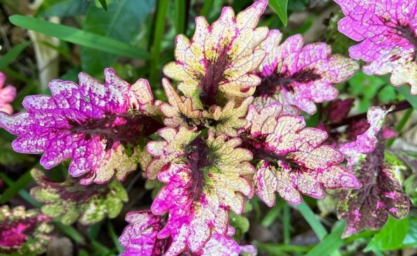Coleus: como plantar e cultivar essa folhagem colorida