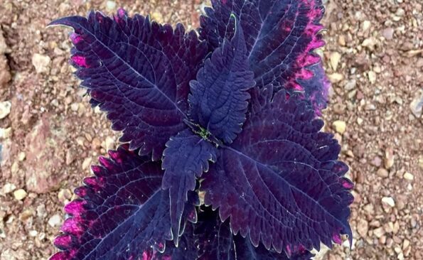 Coleus: como plantar e cultivar essa folhagem colorida