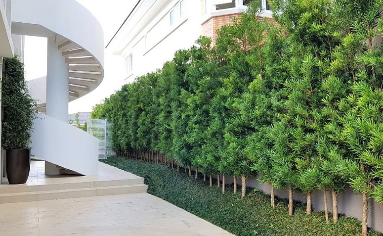 Podocarpo: dicas de cultivo, vídeos e fotos incríveis