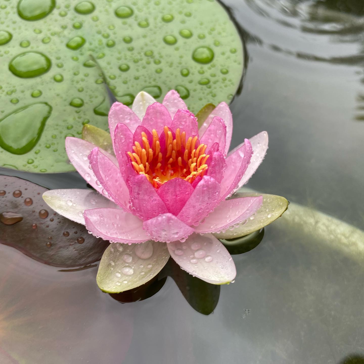 Flor de lótus: significado e dicas para cultivar essa planta aquática