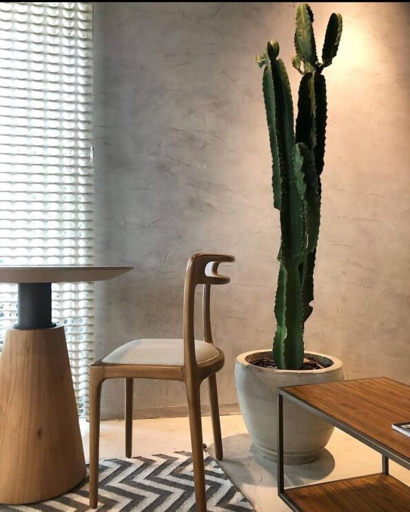 Mandacaru: o que é, significado, como cuidar, vídeos e fotos