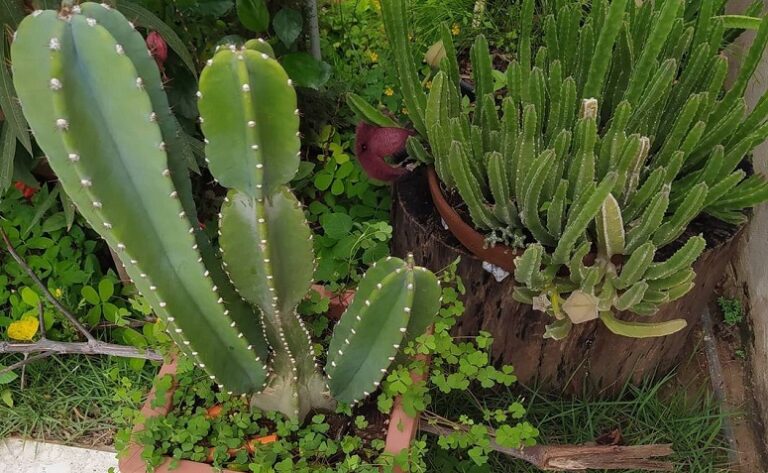 Mandacaru: o que é, significado, como cuidar, vídeos e fotos