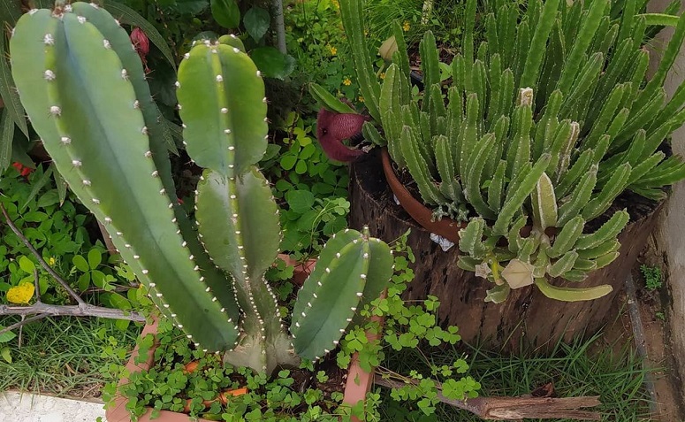 Mandacaru: o que é, significado, como cuidar, vídeos e fotos