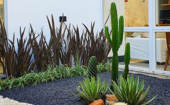 Mandacaru: o que é, significado, como cuidar, vídeos e fotos