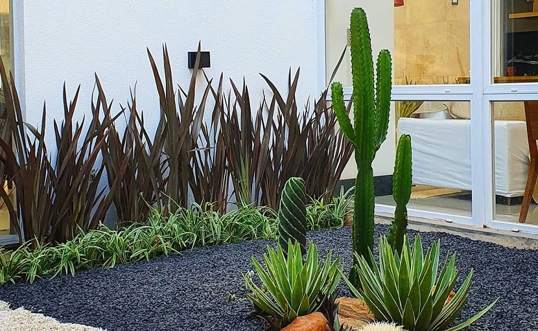 Mandacaru: o que é, significado, como cuidar, vídeos e fotos