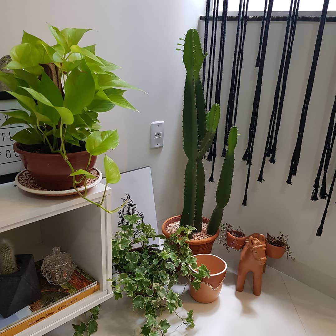 Mandacaru: o que é, significado, como cuidar, vídeos e fotos