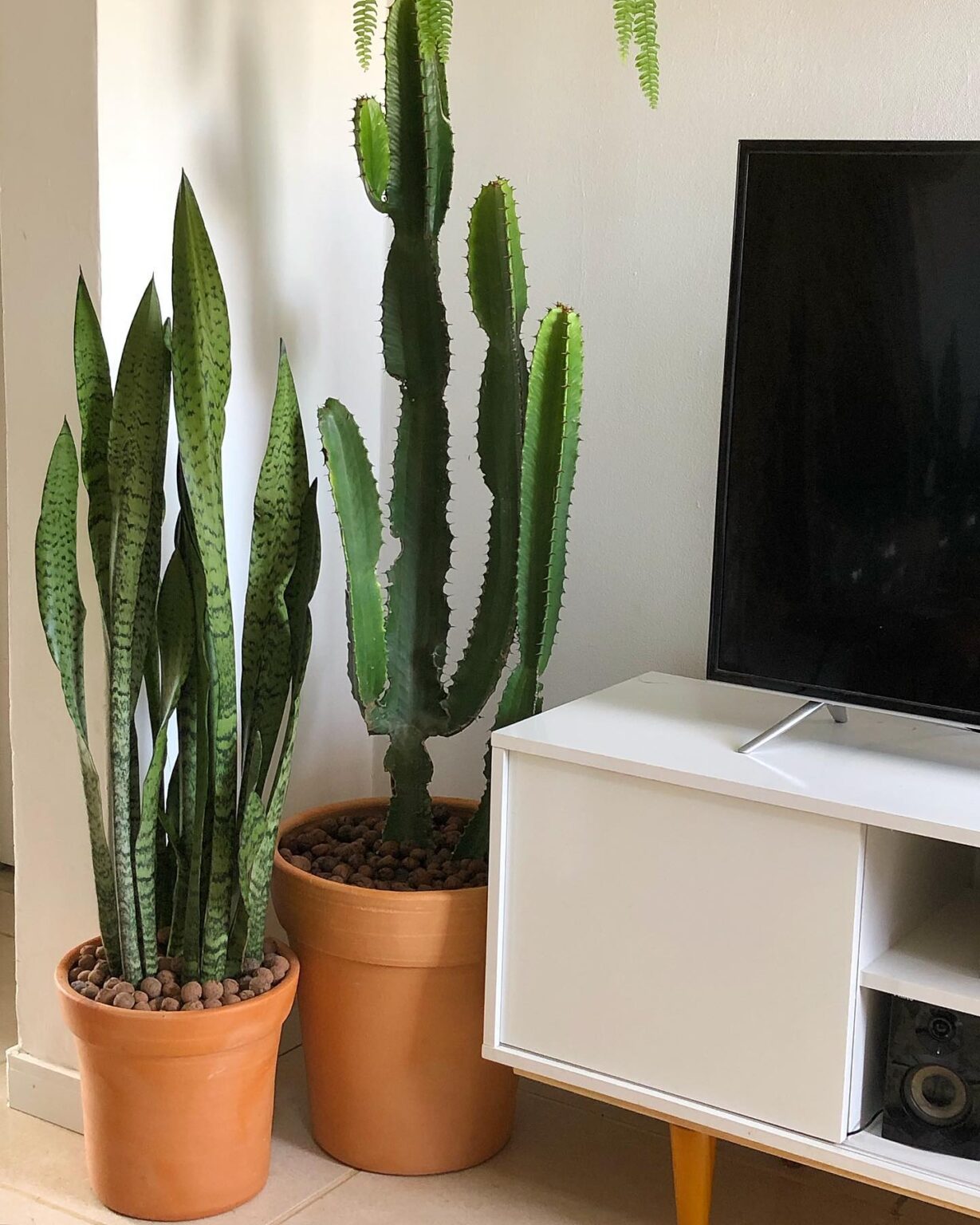 Mandacaru: o que é, significado, como cuidar, vídeos e fotos