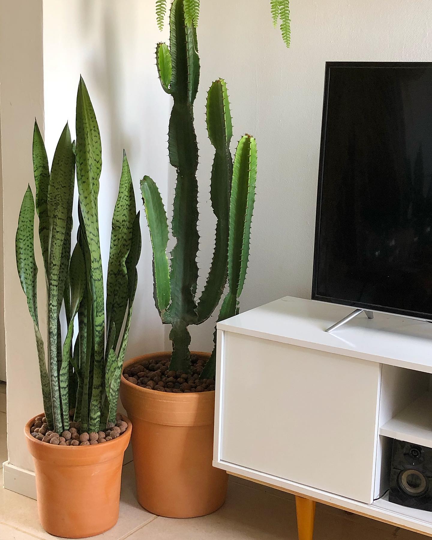 Mandacaru: o que é, significado, como cuidar, vídeos e fotos