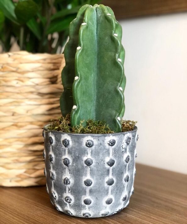 Mandacaru: o que é, significado, como cuidar, vídeos e fotos