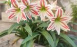 Amarílis: aprenda a plantar e cultivar essa linda flor em casa