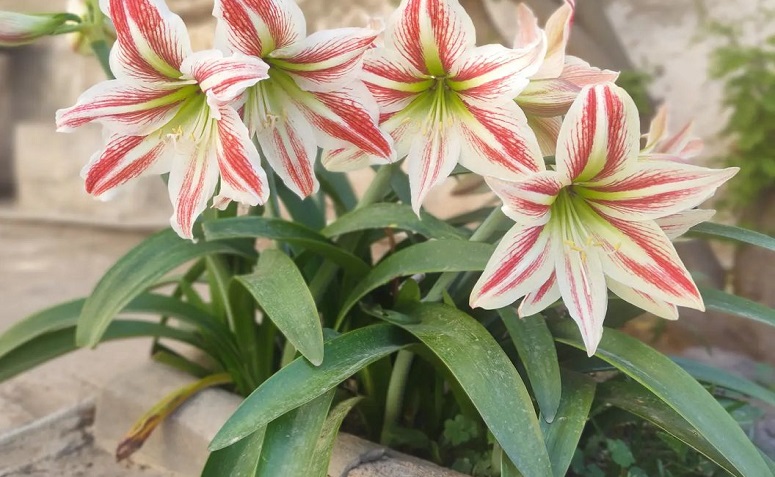 Amarílis: aprenda a plantar e cultivar essa linda flor em casa