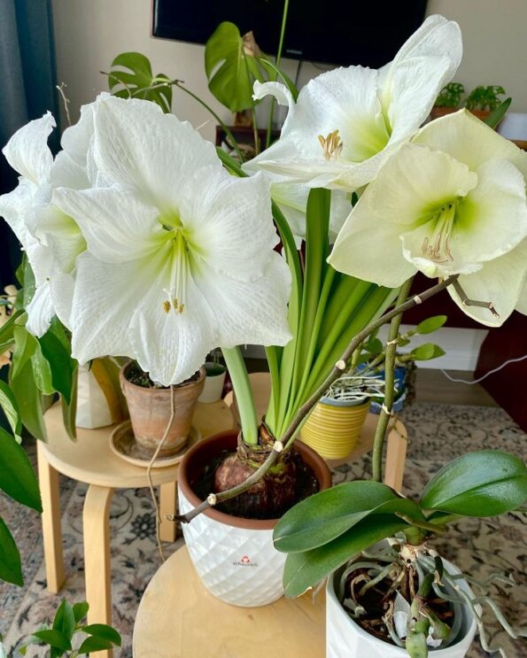 Amarílis: aprenda a plantar e cultivar essa linda flor em casa