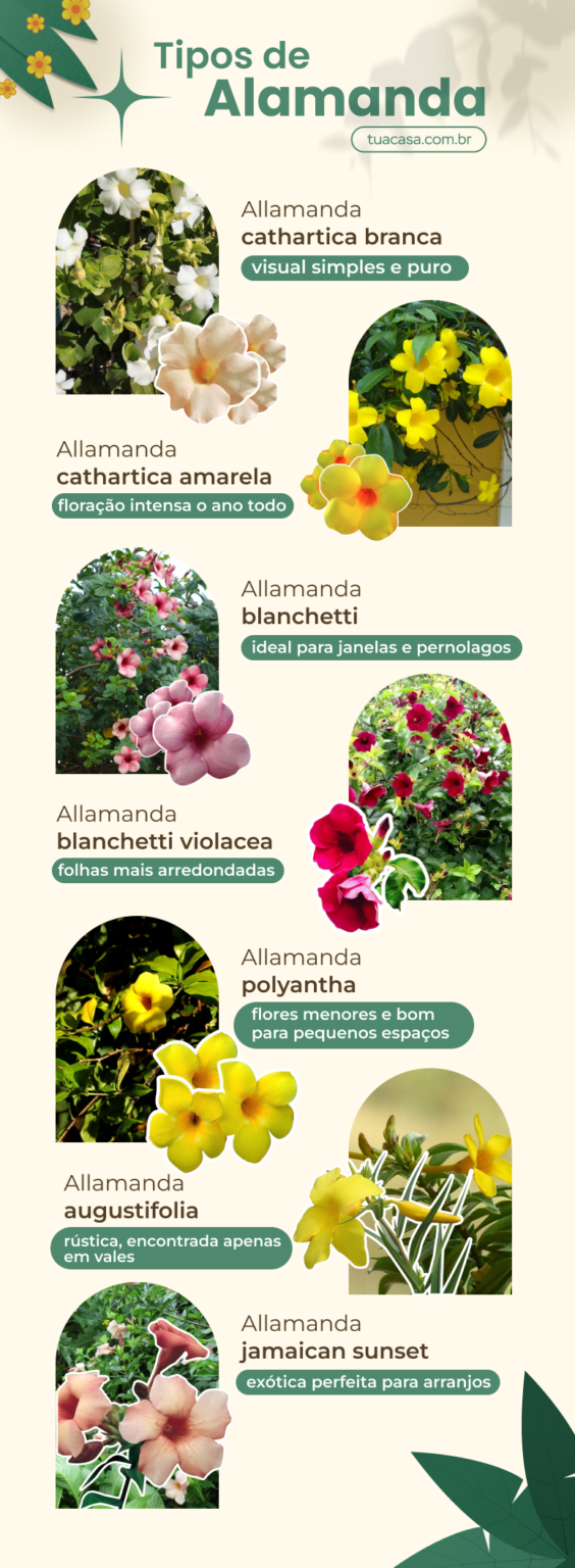 Alamanda: como cuidar, tipos, dúvidas esclarecidas e inspirações