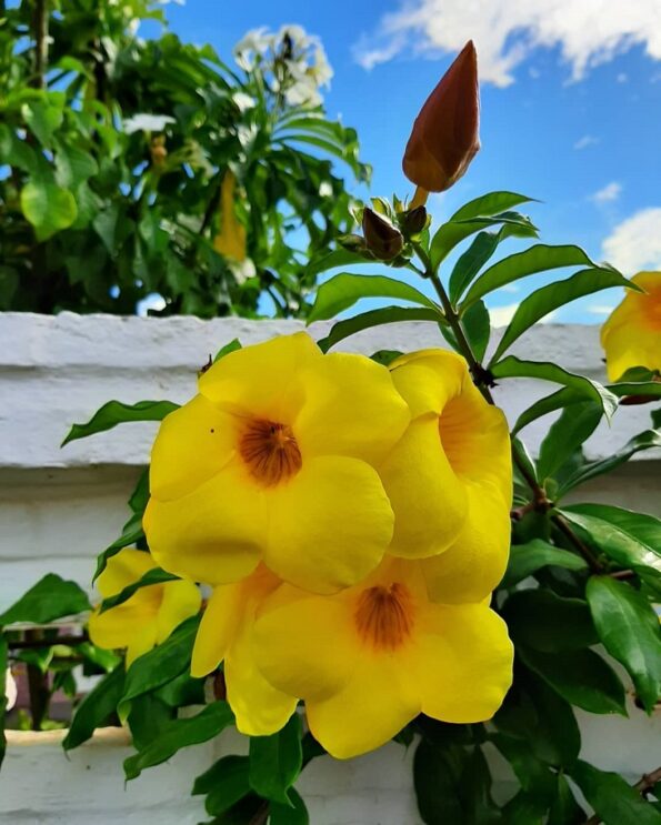 Alamanda: como cuidar, tipos, dúvidas esclarecidas e inspirações