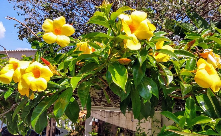 Alamanda: como cuidar, tipos, dúvidas esclarecidas e inspirações