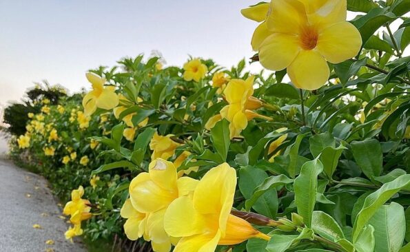 Alamanda: como cuidar, tipos, dúvidas esclarecidas e inspirações