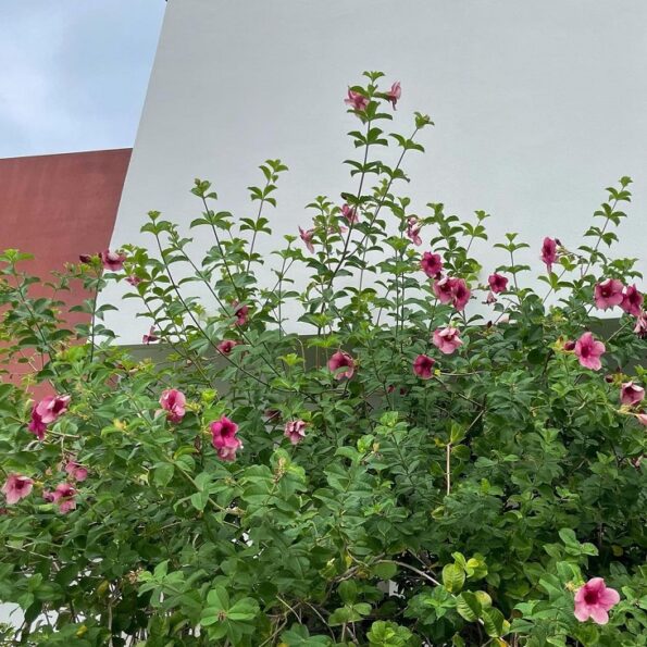 Alamanda: como cuidar, tipos, dúvidas esclarecidas e inspirações