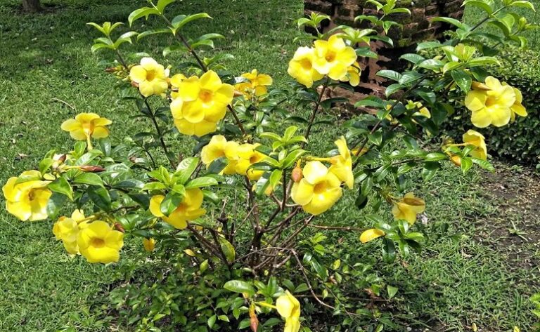 Alamanda: como cuidar, tipos, dúvidas esclarecidas e inspirações