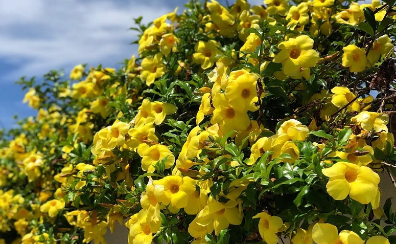 Alamanda: como cuidar, tipos, dúvidas esclarecidas e inspirações