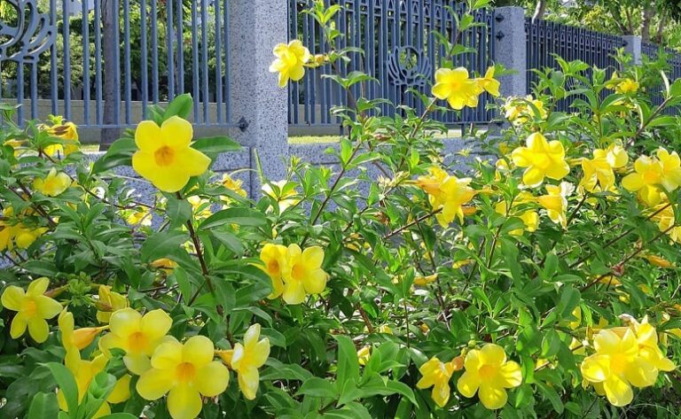 Alamanda: como cuidar, tipos, dúvidas esclarecidas e inspirações