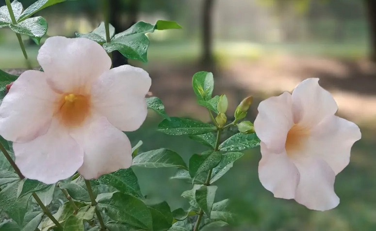 Alamanda: como cuidar, tipos, dúvidas esclarecidas e inspirações