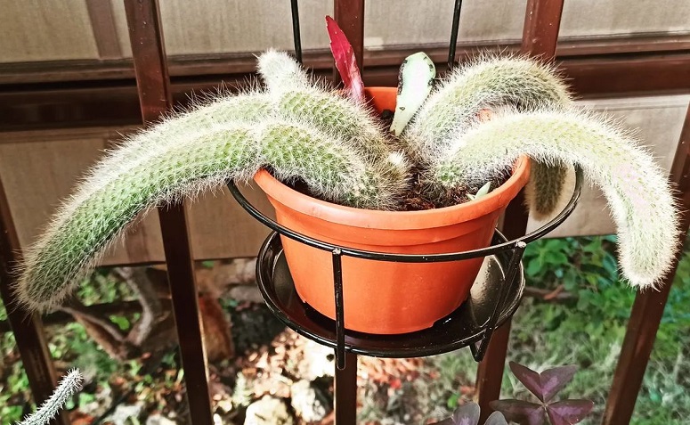 Rabo-de-macaco: como plantar e dicas profissionais de cultivo