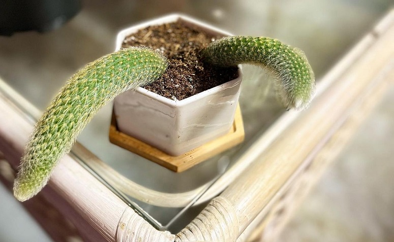 Rabo-de-macaco: como plantar e dicas profissionais de cultivo