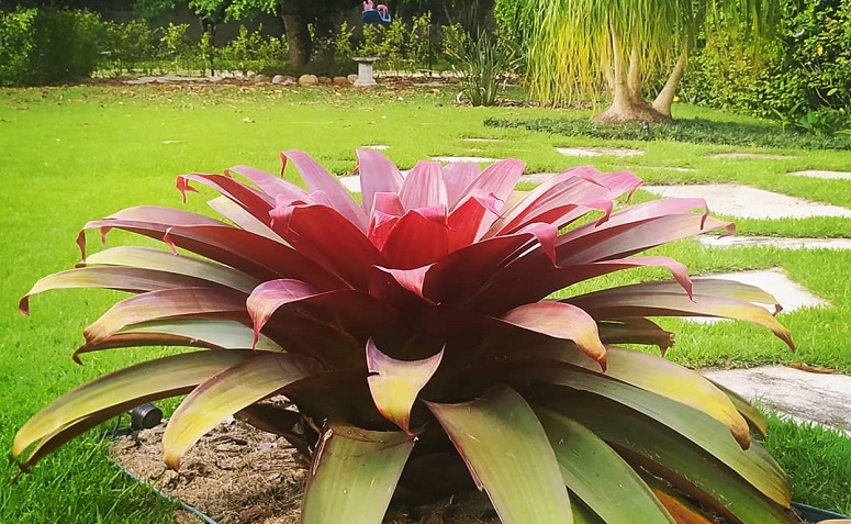 Bromélia-imperial: variedades, como cuidar e plantar no seu jardim
