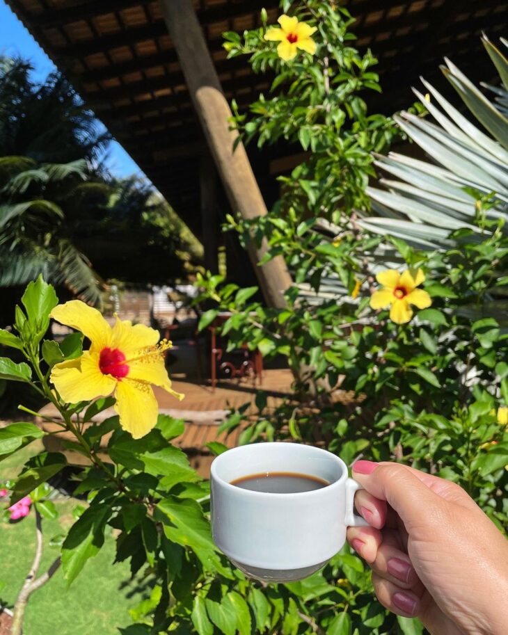 Flor de hibisco: o que é, significado, cuidados e belas fotos