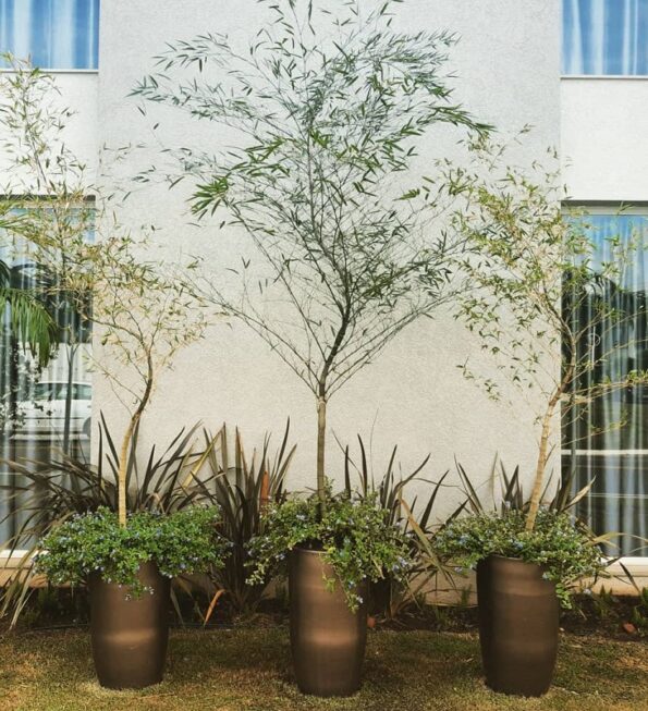 Bambu mossô: dicas para cultivar e usá-lo na decoração