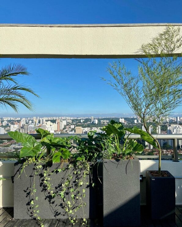 Bambu mossô: dicas para cultivar e usá-lo na decoração