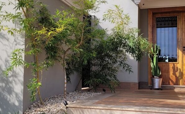 Bambu mossô: dicas para cultivar e usá-lo na decoração