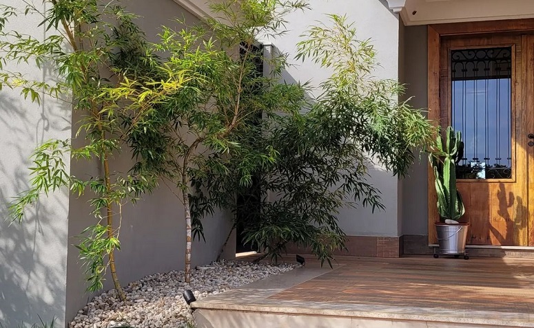 Bambu mossô: dicas para cultivar e usá-lo na decoração