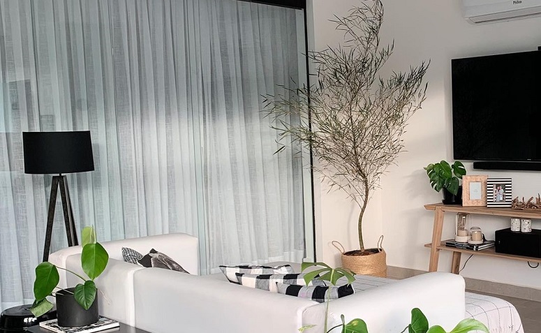 Bambu mossô: dicas para cultivar e usá-lo na decoração