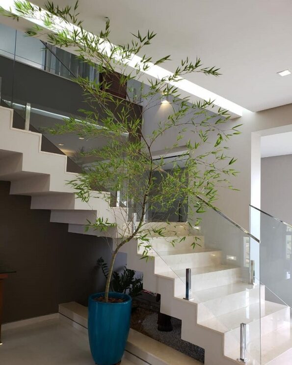 Bambu mossô: dicas para cultivar e usá-lo na decoração