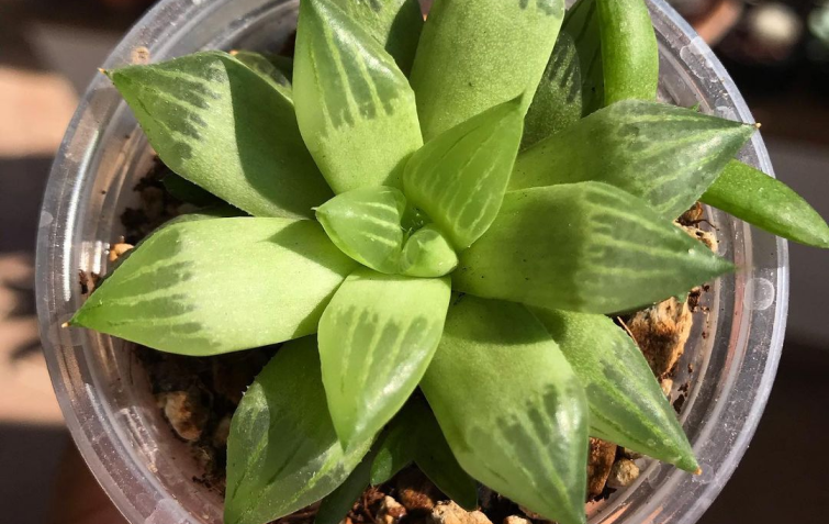 Suculentas raras: descubra 15 belezas exóticas